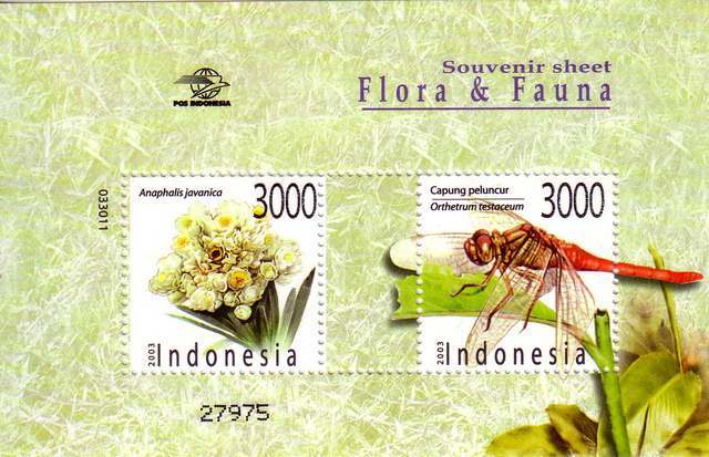 15 Fakta Bunga Edelweis "Bunga Abadi" yang Jarang diketahui