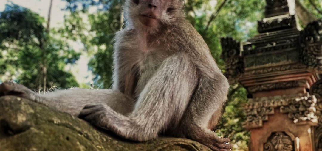 Monkey Forest Ubud, Wisata Unik Hutan Monyet Keramat di Bali